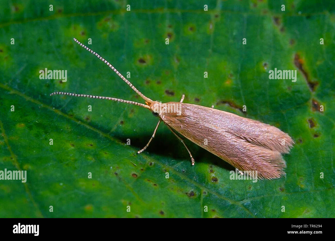 oak bud moth (Coleophora lutipennella), imago on a leaf, Germany Stock ...