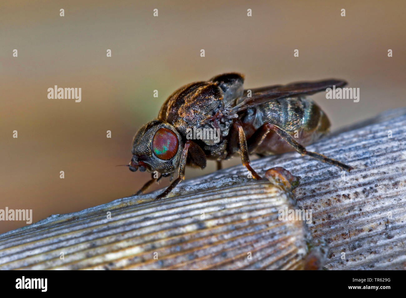 Frit fly hi-res stock photography and images - Alamy