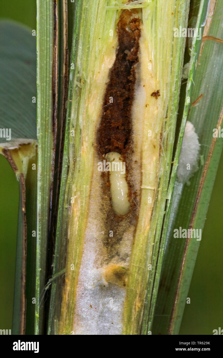 Reed gall fly, Frit fly, Grass fly (Lipara lucens), larva in gall ...