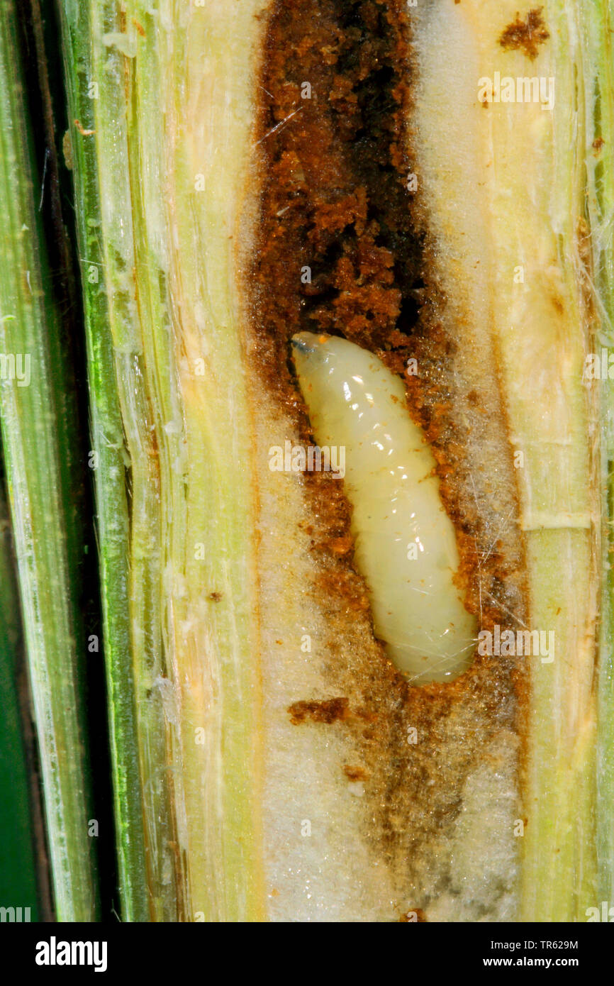 Reed gall fly, Frit fly, Grass fly (Lipara lucens), larva in gall ...