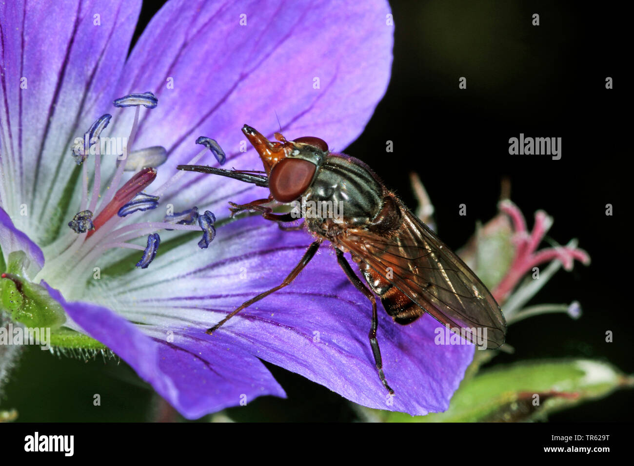 Common Snout-hoverfly (Rhingia campestris), on a cranesbill flower ...