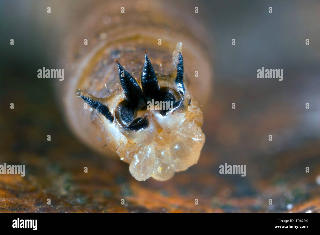 Tipula larva hi-res stock photography and images - Alamy
