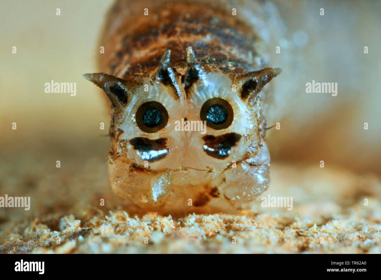 Crane fly larvae hi-res stock photography and images - Alamy