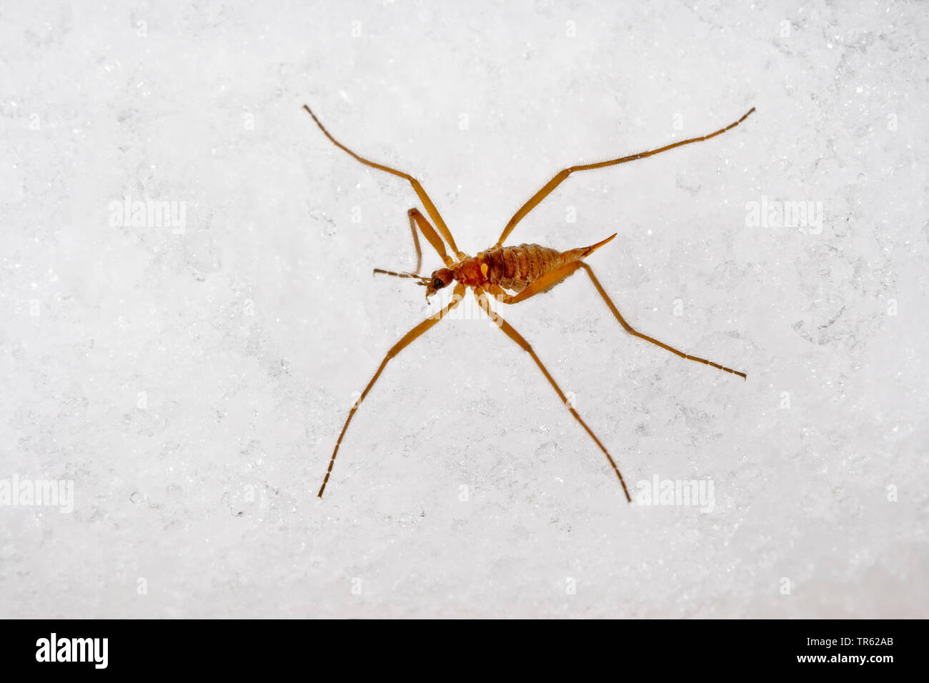 Crane fly diptera hi-res stock photography and images - Alamy