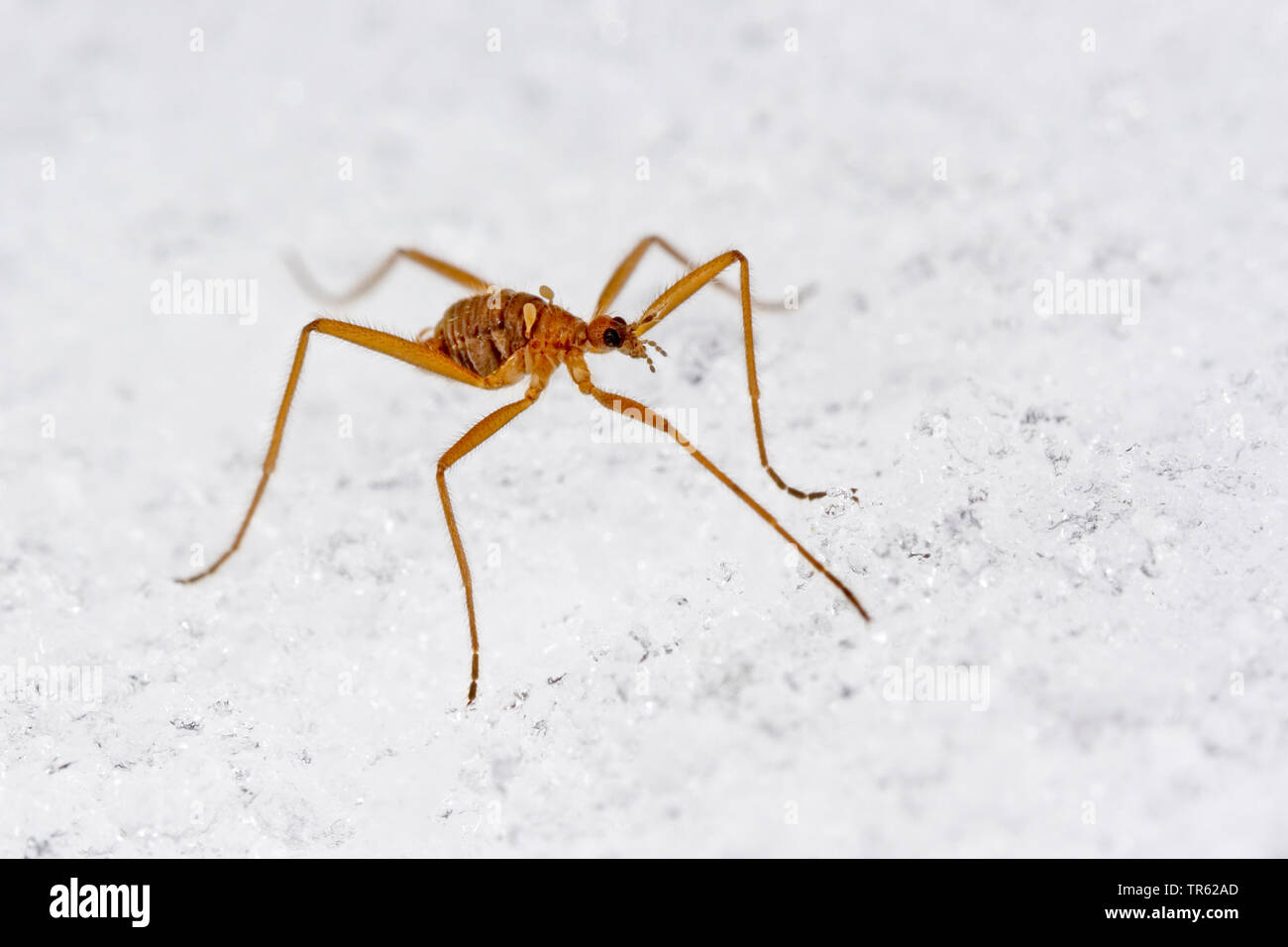 Limoniid crane fly hi-res stock photography and images - Alamy