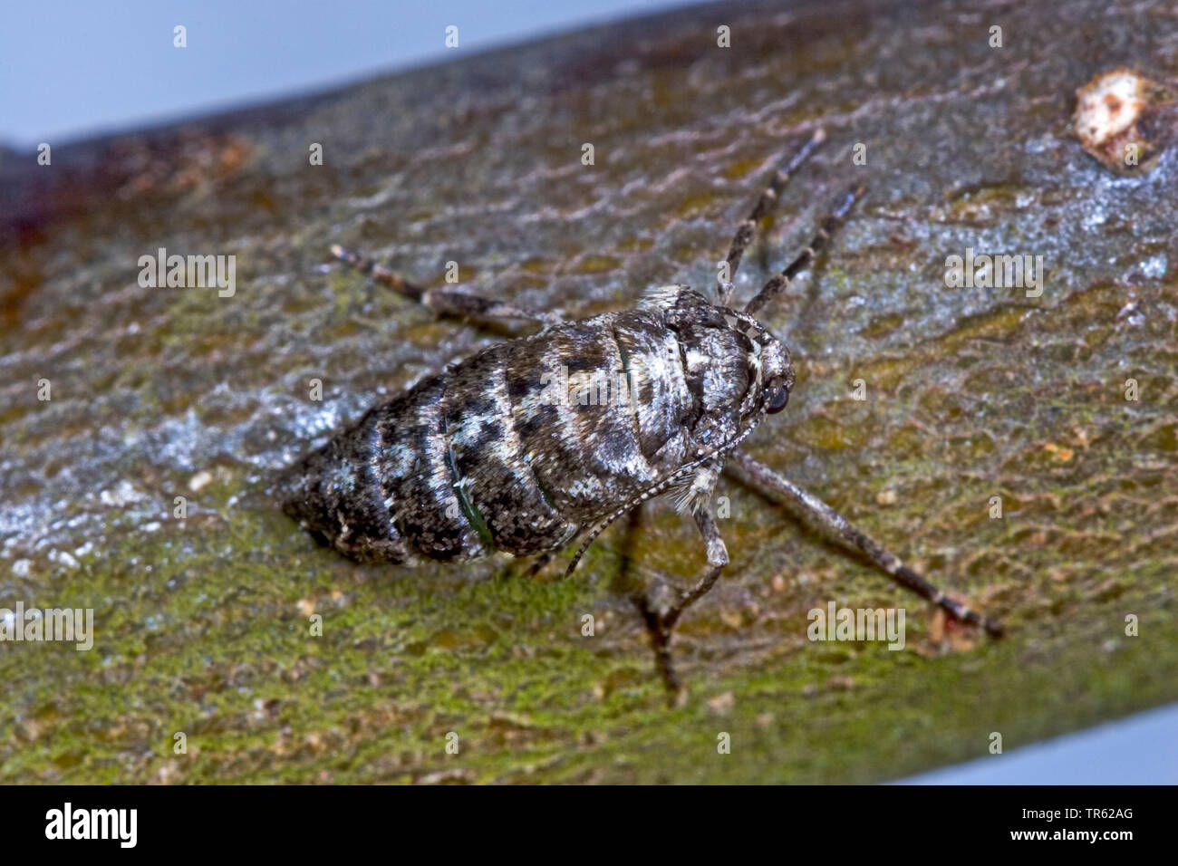Wingless insects hi-res stock photography and images - Alamy