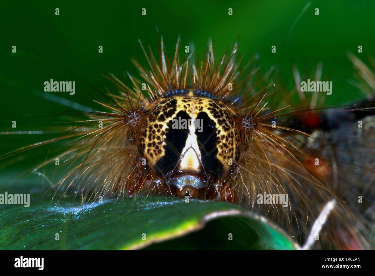 Gipsy moth (Lymantria dispar), portrait, Germany Stock Photo - Alamy