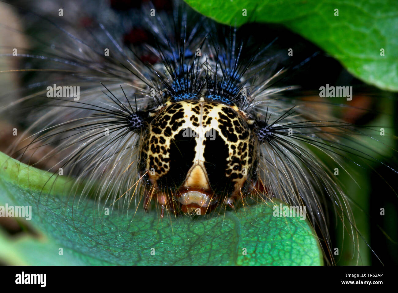 Gipsy moth (Lymantria dispar), portrait, Germany Stock Photo - Alamy