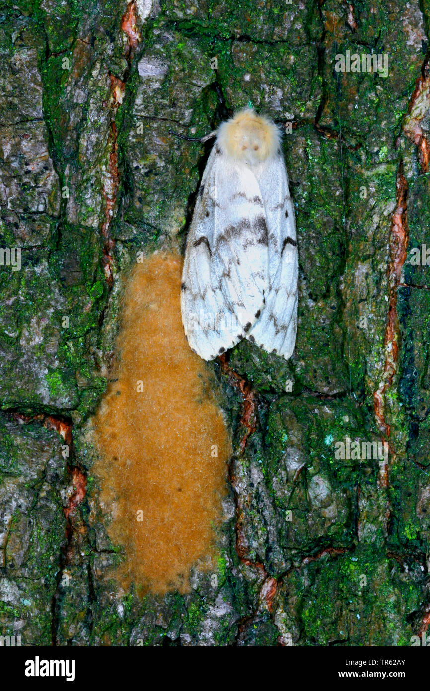 Gipsy moth (Lymantria dispar), female at egg deposition, Germany Stock ...