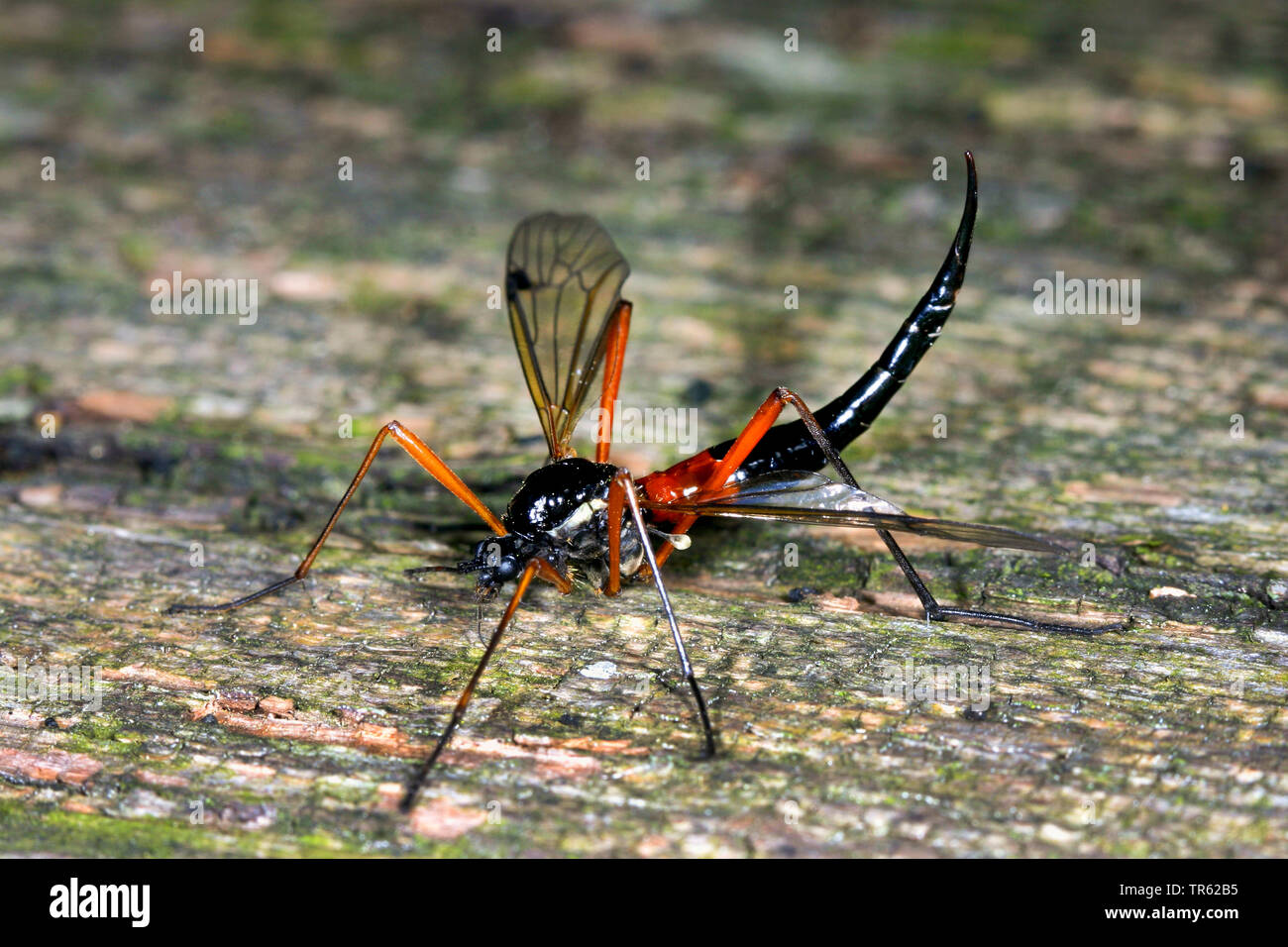 giant sabre comb-horn cranefly; comb-horn cranefly (Tanyptera atrata ...
