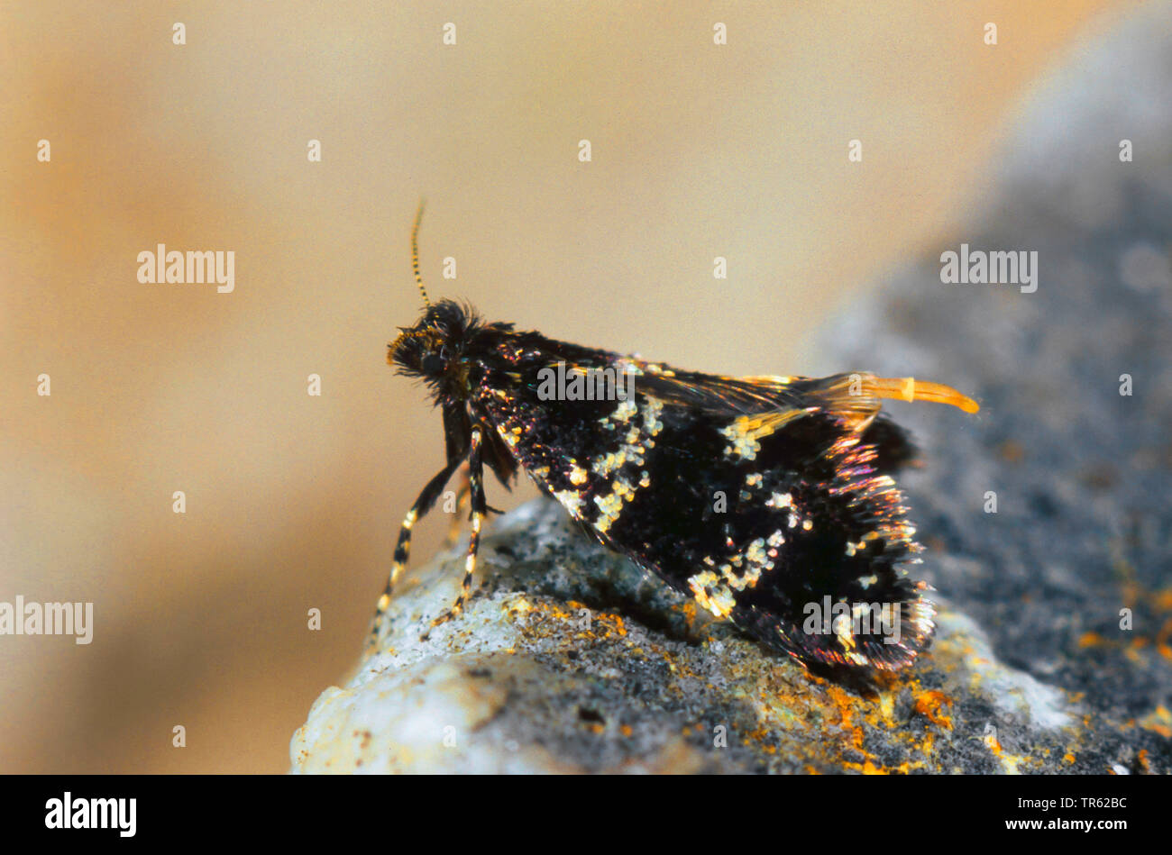 Bagworm moth hi-res stock photography and images - Alamy