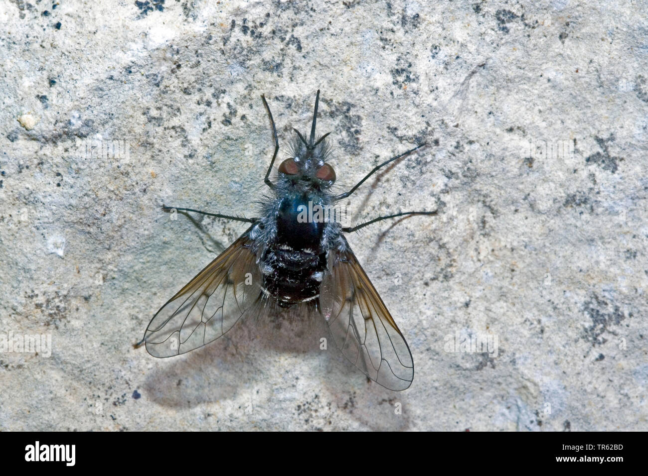 Fly top view hi-res stock photography and images - Alamy
