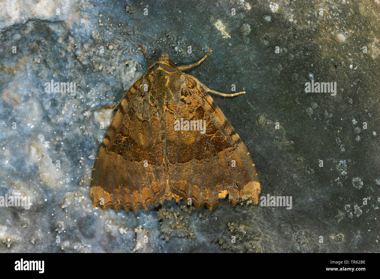 Old lady moth hi-res stock photography and images - Alamy