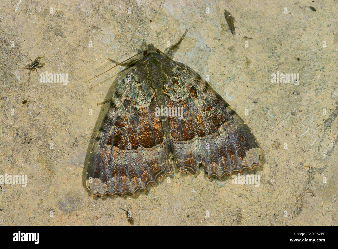 Old lady moth hi-res stock photography and images - Alamy