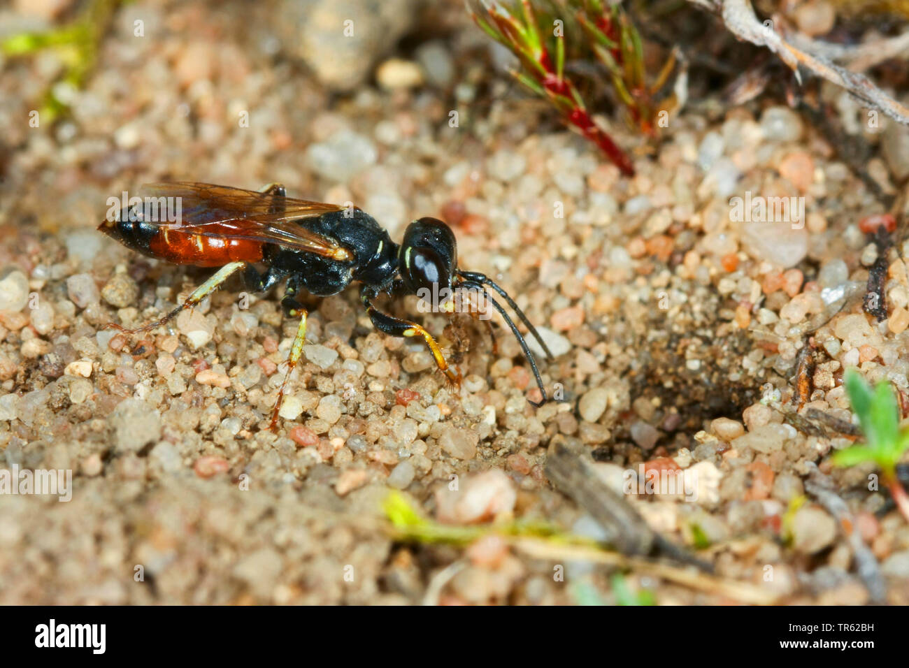 digger wasp (Dinetus pictus, Pompilus pictus), at nest entrance ...