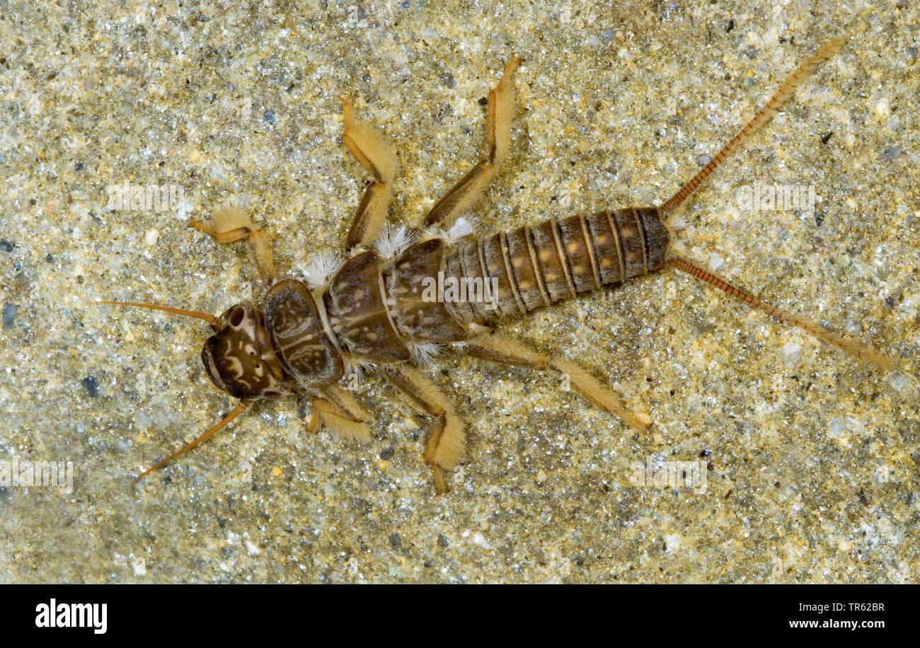 stonefly (Dinocras cephalotes), Larve, Germany Stock Photo - Alamy