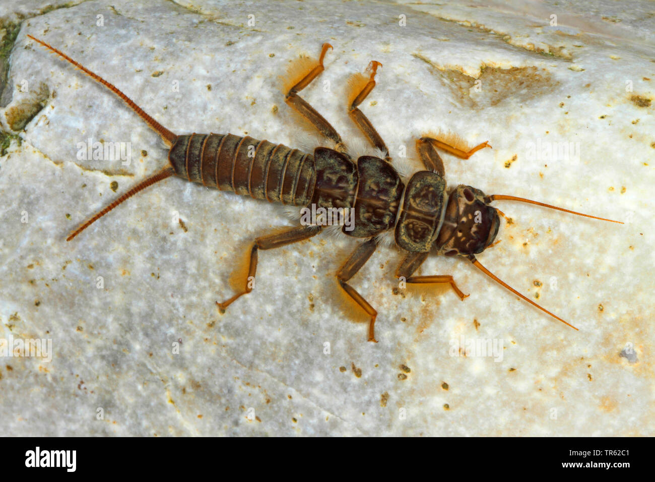 Dinocras cephalotes dinocras cephalotes hi-res stock photography and ...
