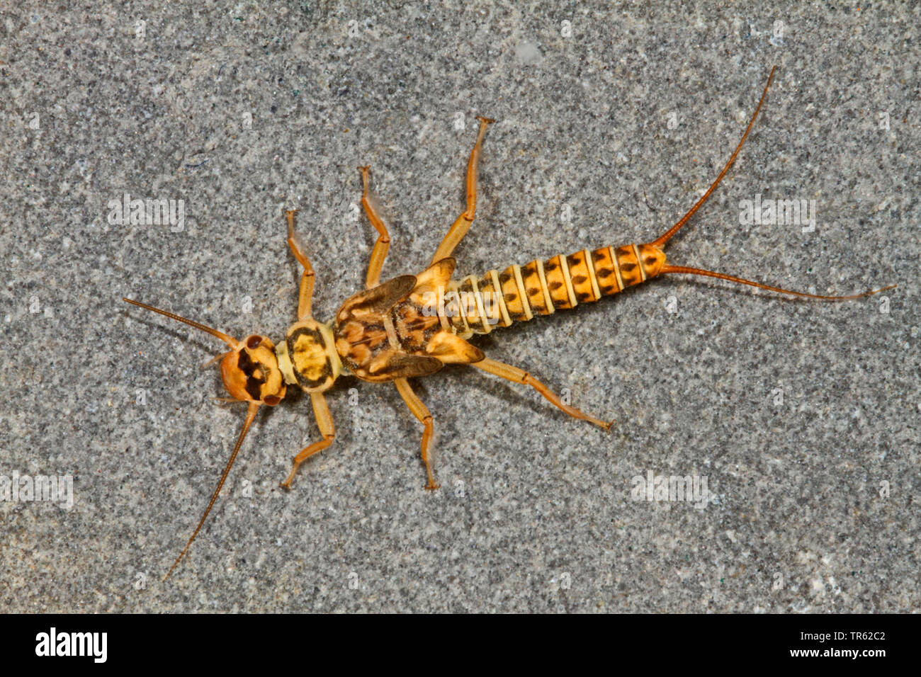 stonefly (Isoperla grammatica), Larve, Germany Stock Photo - Alamy