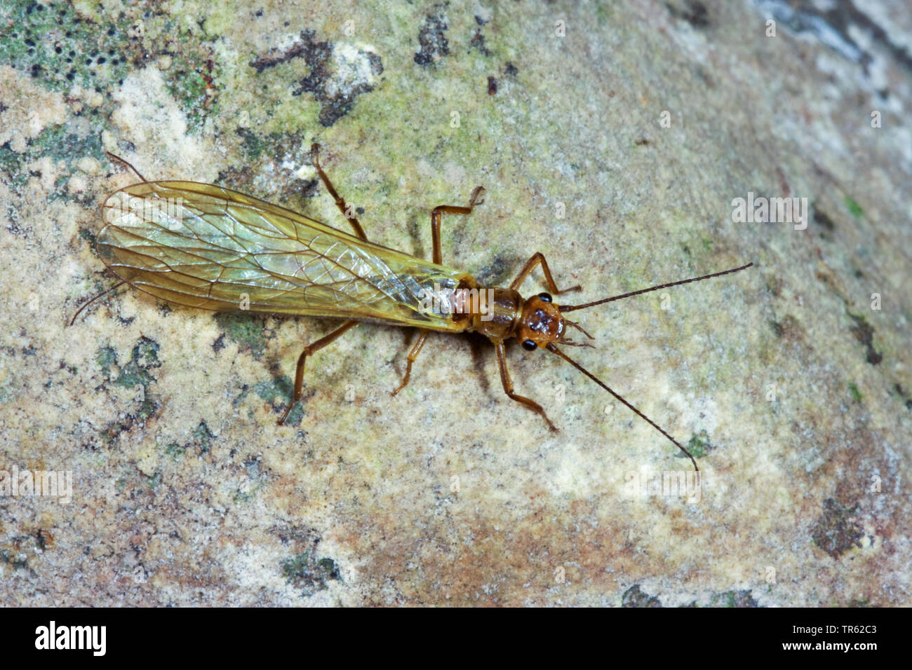 Stoneflies Stock Photos & Stoneflies Stock Images - Alamy