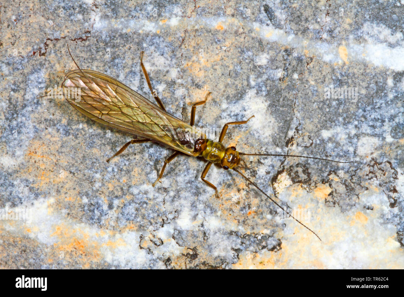 Stonefly plecoptera hi-res stock photography and images - Alamy