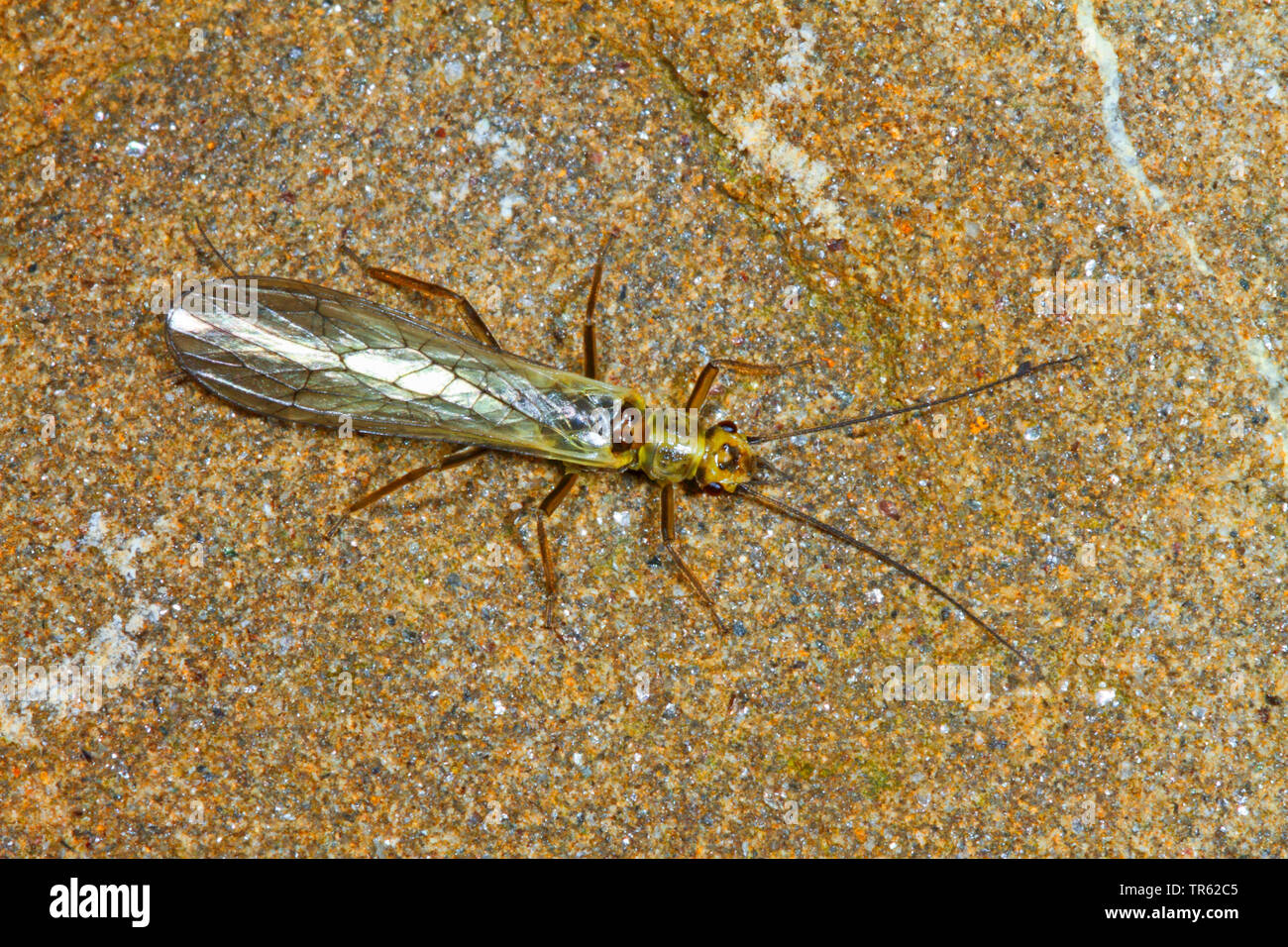 Isoperla hi-res stock photography and images - Alamy