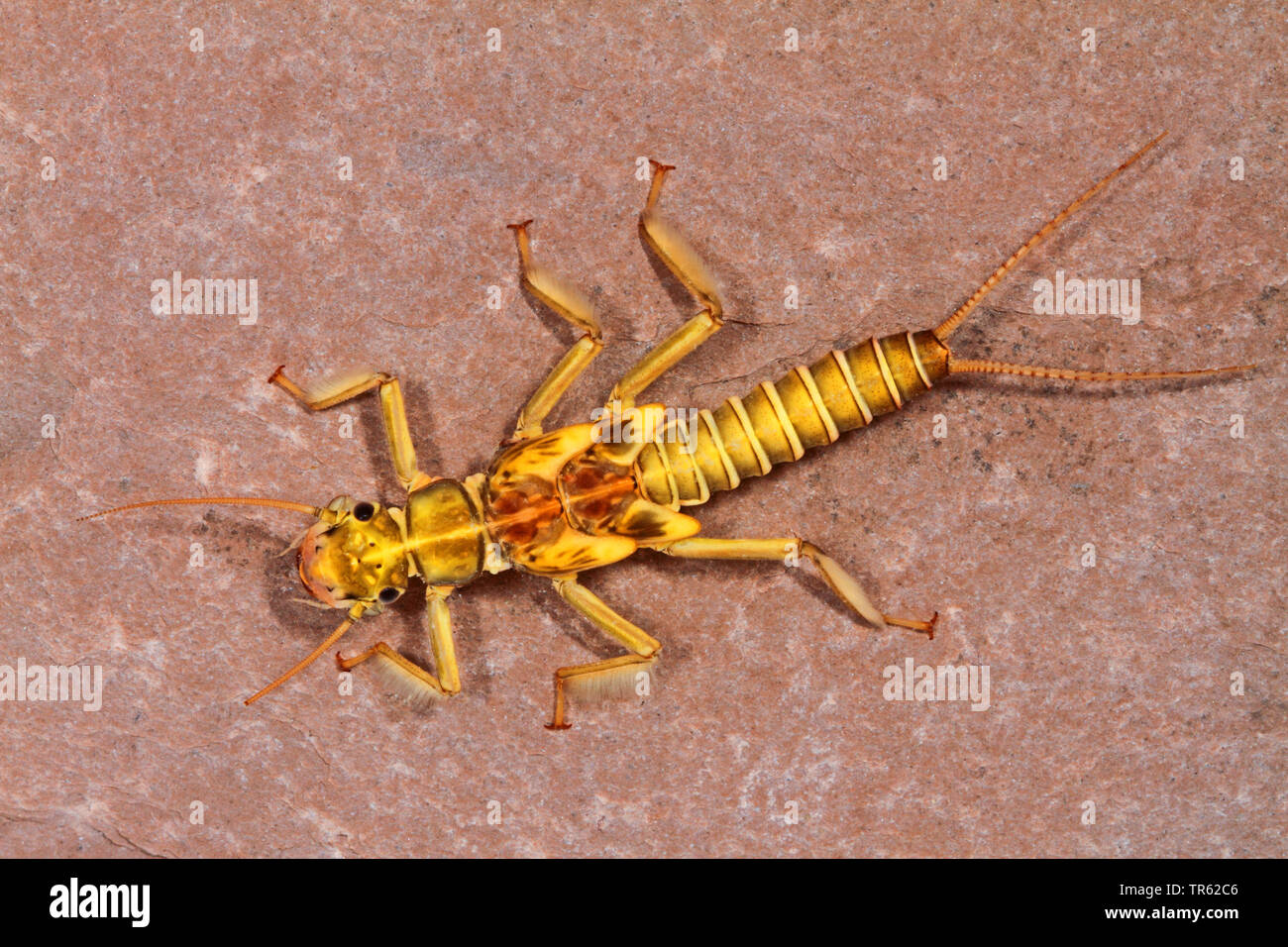 stonefly (Isoperla spec.), larva, Germany Stock Photo - Alamy