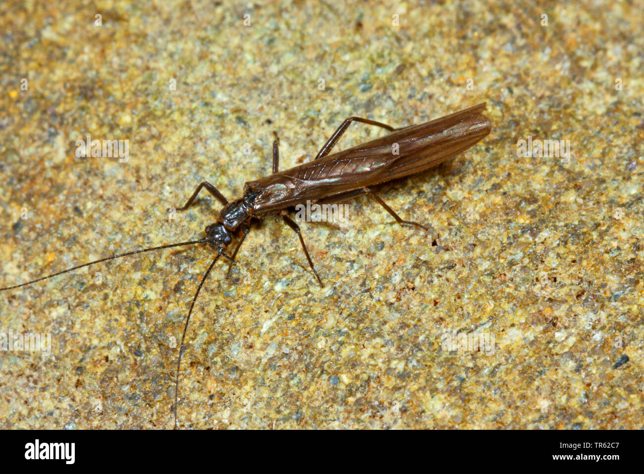 Mortoni hi-res stock photography and images - Alamy