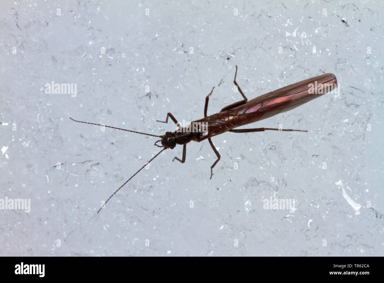Stonefly plecoptera hi-res stock photography and images - Alamy