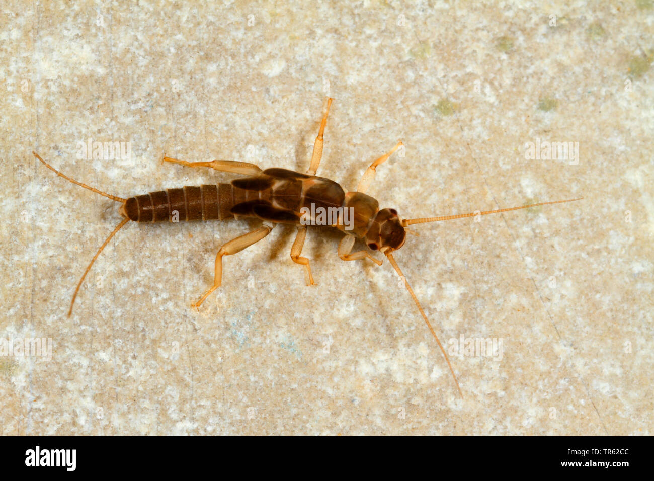 Stonefly larva hi-res stock photography and images - Alamy