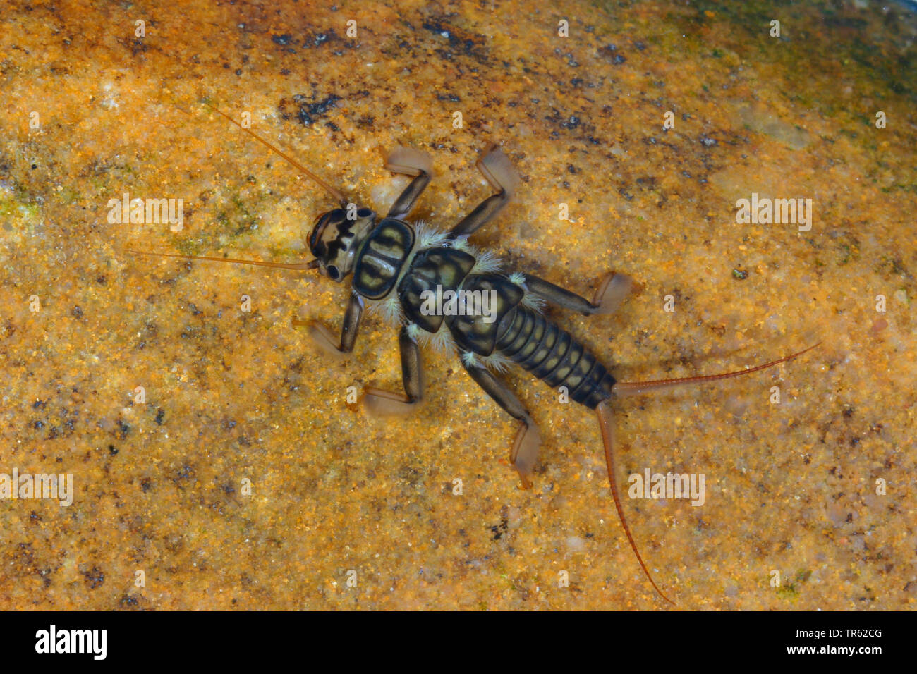 stonefly (Perla marginata), nymph, view from above, Germany Stock Photo ...