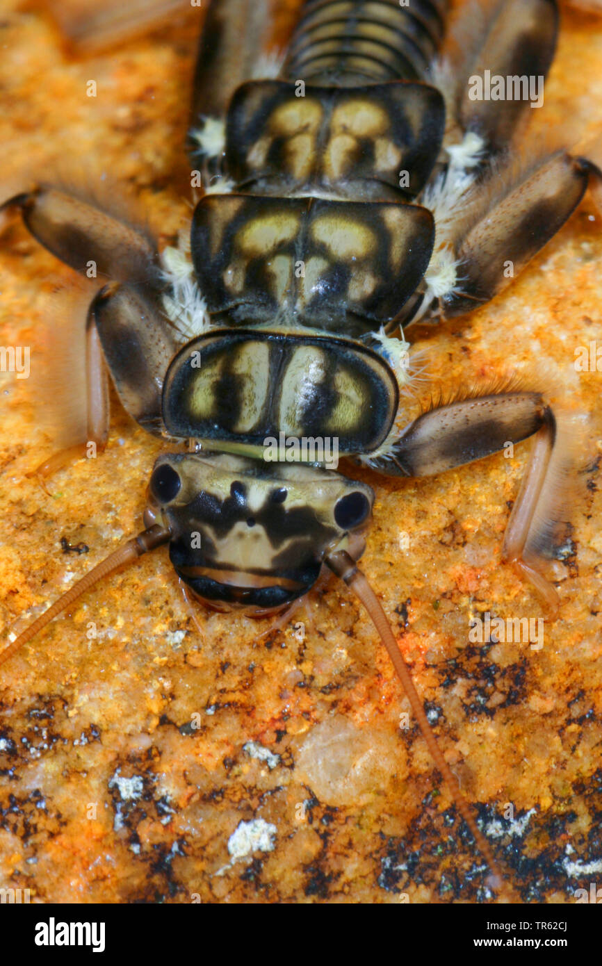 stonefly (Perla marginata), nymph, view from above, Germany Stock Photo ...