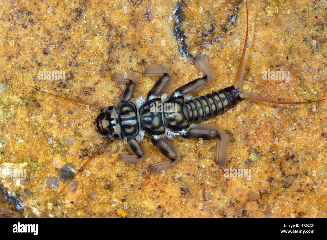 Perla marginata hi-res stock photography and images - Alamy
