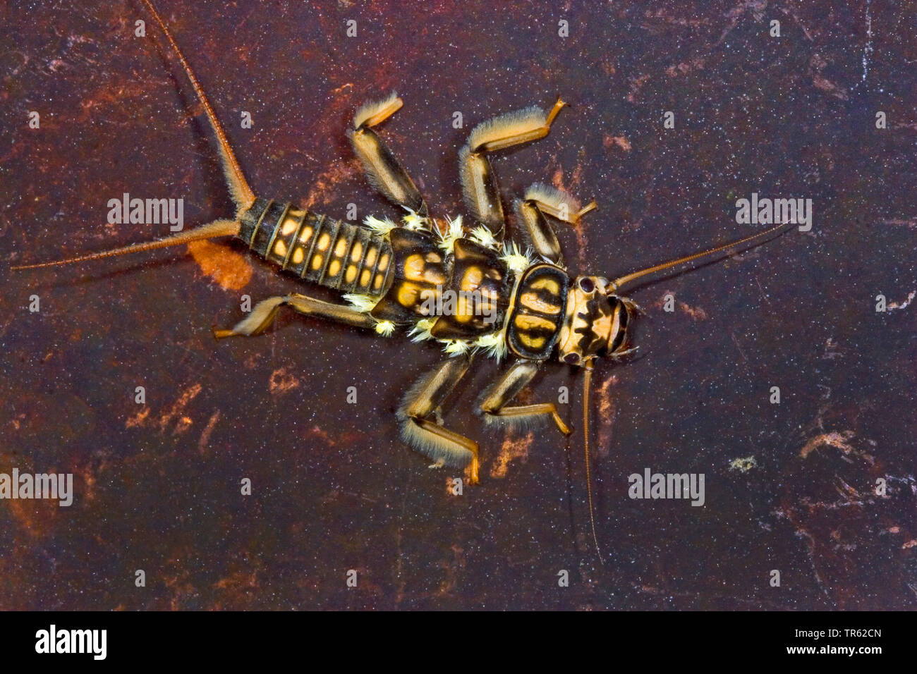 stonefly (Perla marginata), nymph, view from above, Germany Stock Photo ...
