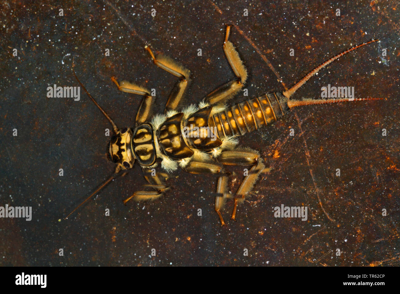 stonefly (Perla marginata), nymph, view from above, Germany Stock Photo ...