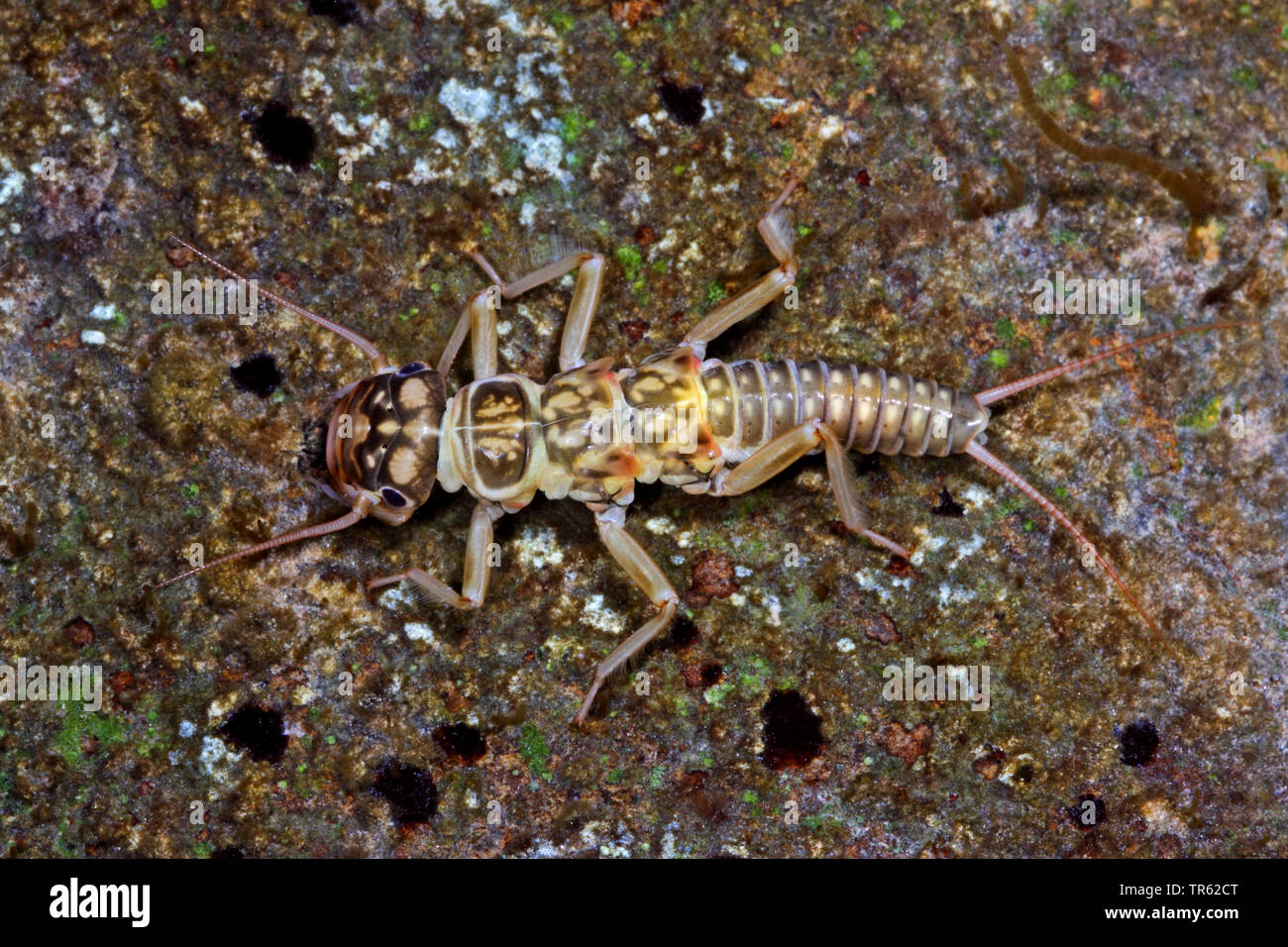 Stonefly larvae hi-res stock photography and images - Alamy
