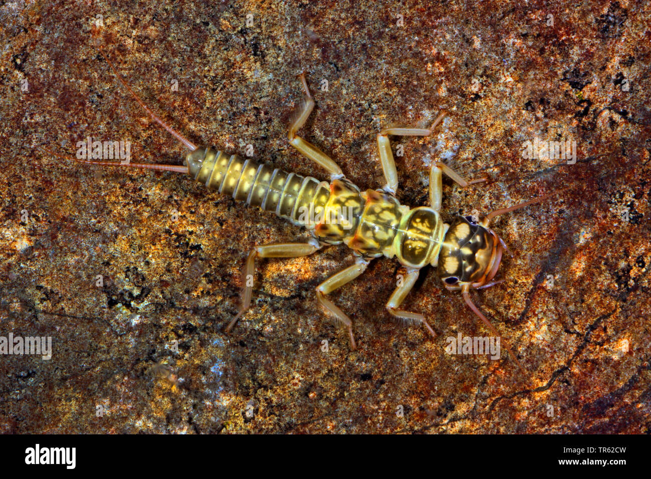 Perlodes hi-res stock photography and images - Alamy