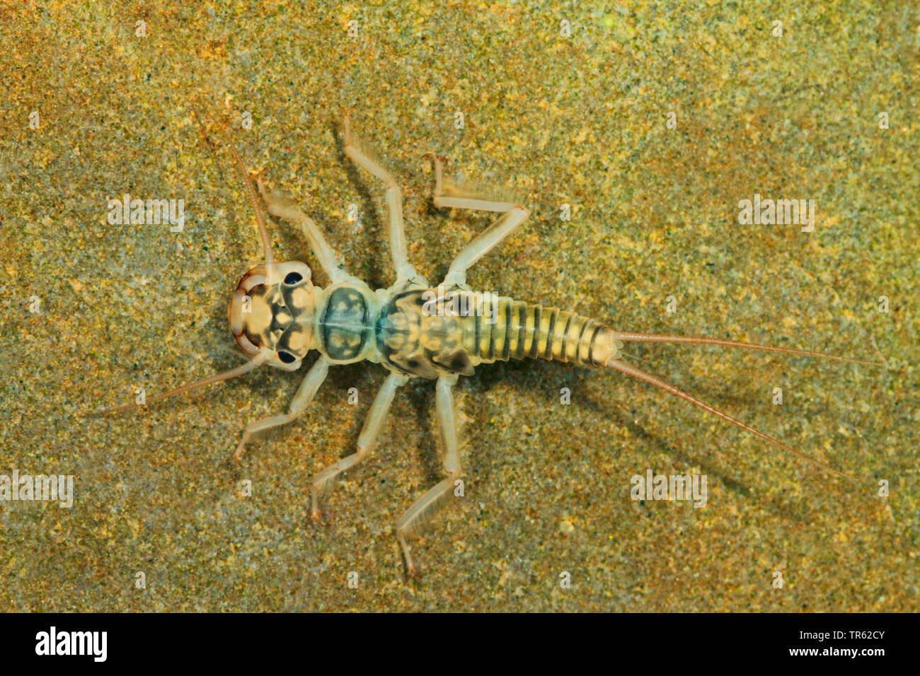 Stonefly larvae hi-res stock photography and images - Alamy