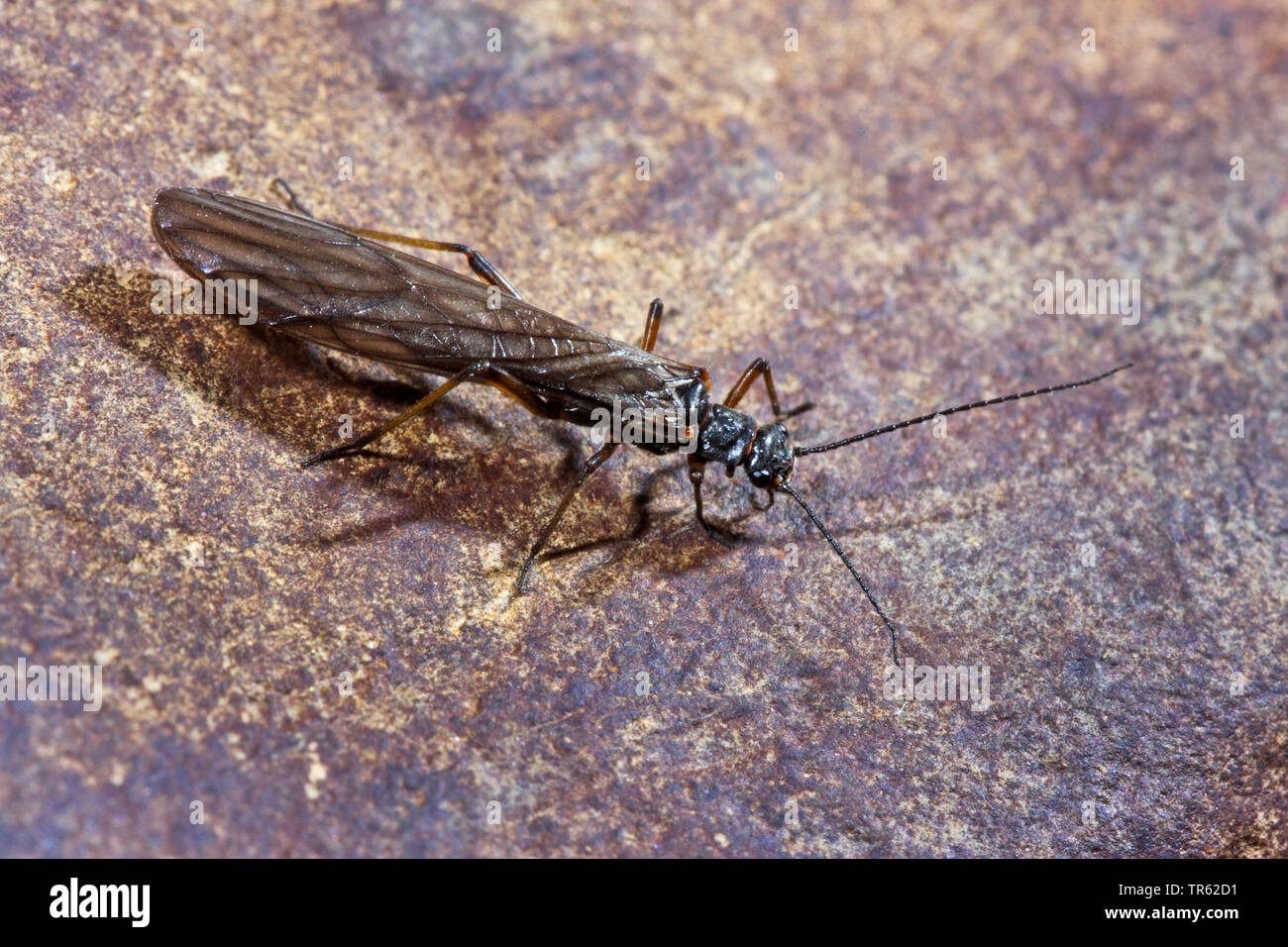 stonefly (Protonemura spec), sitting on a stone, side view, Germany ...