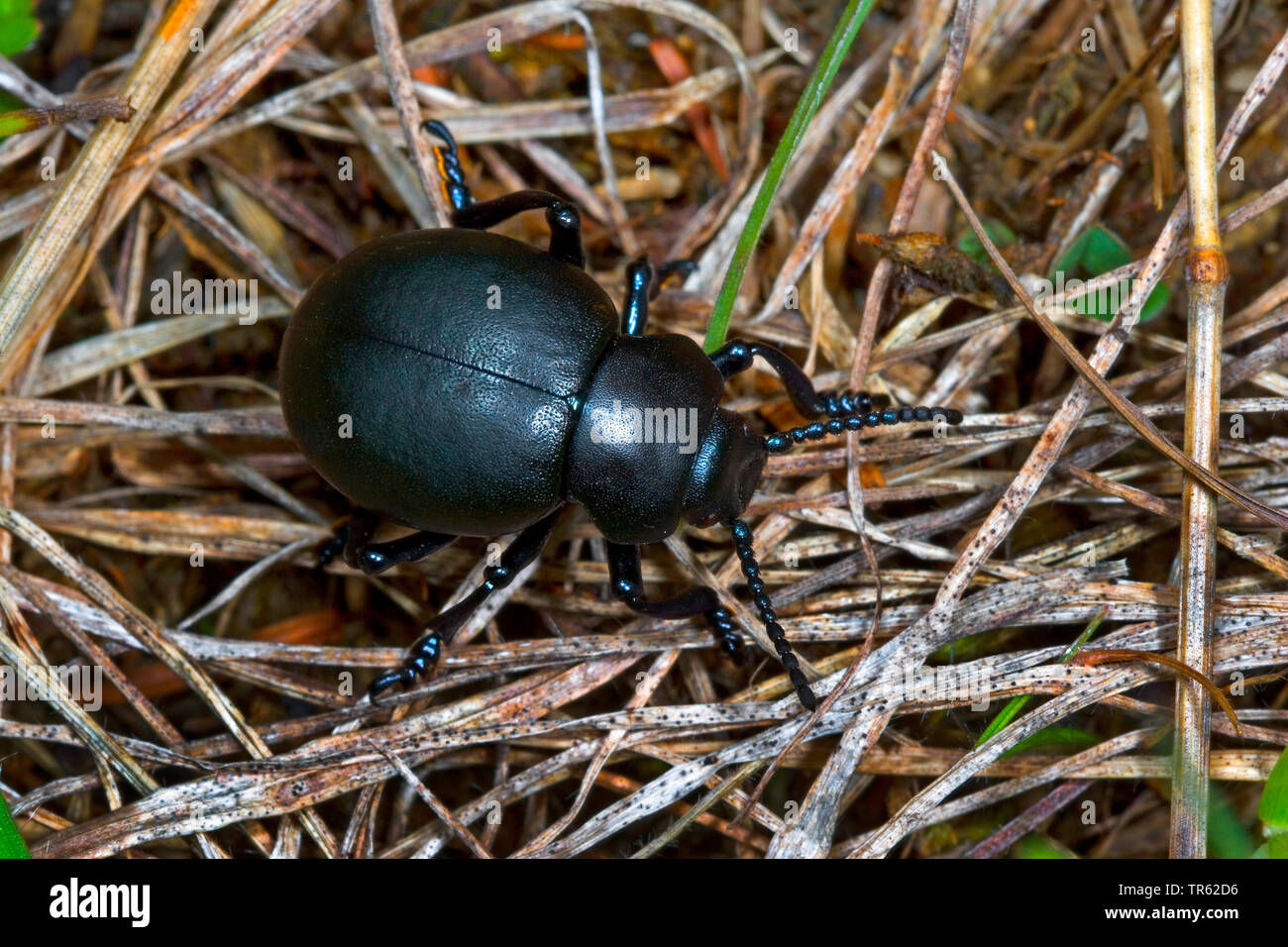 bloody-nosed beetle, blood spewer, blood spewing beetle (Timarcha ...