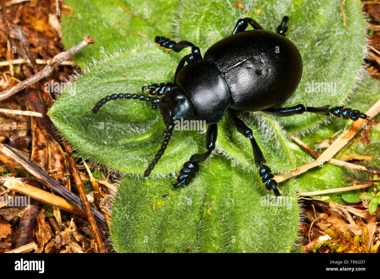 bloody-nosed beetle, blood spewer, blood spewing beetle (Timarcha ...