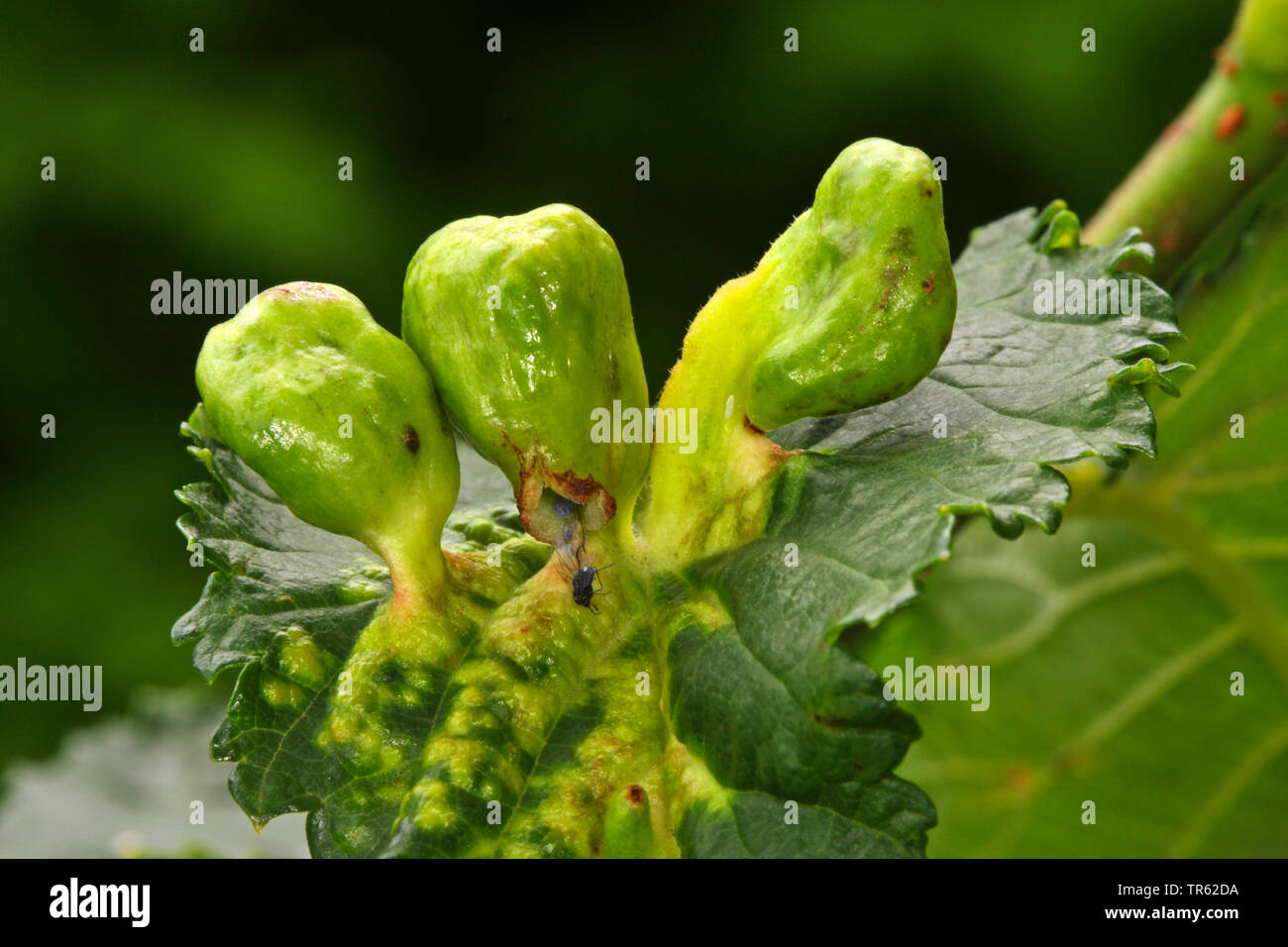 Fig gall aphid, Elm-grass root aphid, Elm Sack Gall Aphid (Byrsocrypta ...