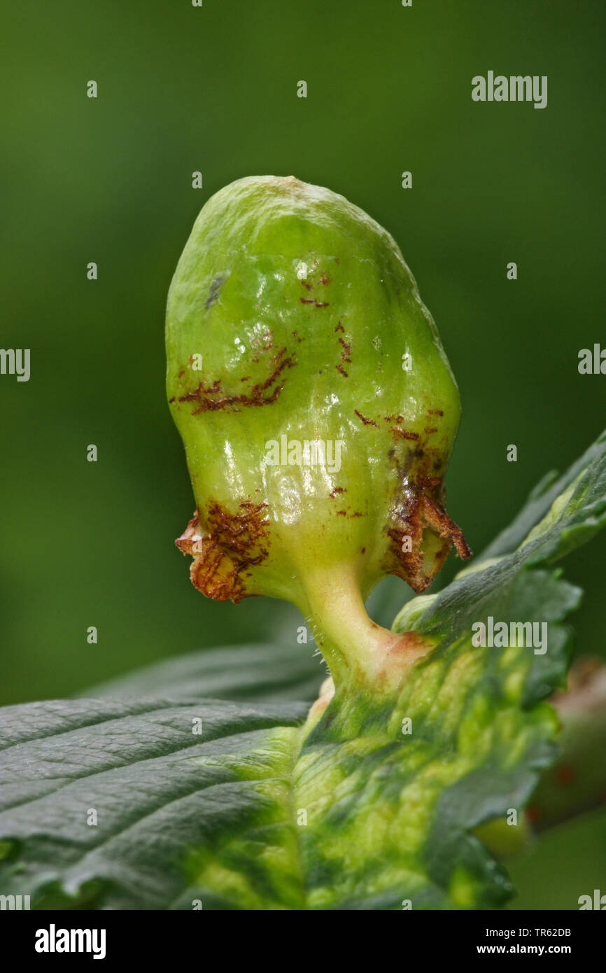 Sack gall hi-res stock photography and images - Alamy