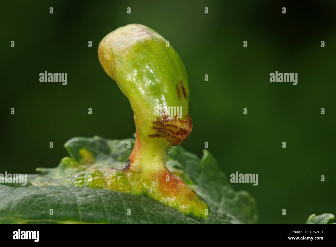 Fig gall aphid, Elm-grass root aphid, Elm Sack Gall Aphid (Byrsocrypta ...