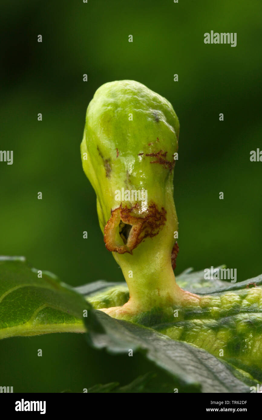 Elm sack gall aphid tetraneura ulmi hi-res stock photography and images ...