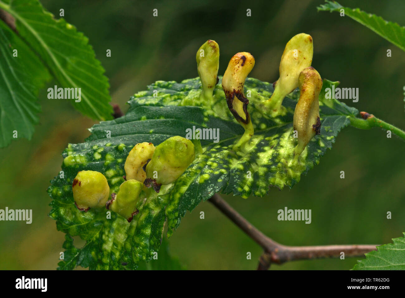Fig gall aphid, Elm-grass root aphid, Elm Sack Gall Aphid (Byrsocrypta ...