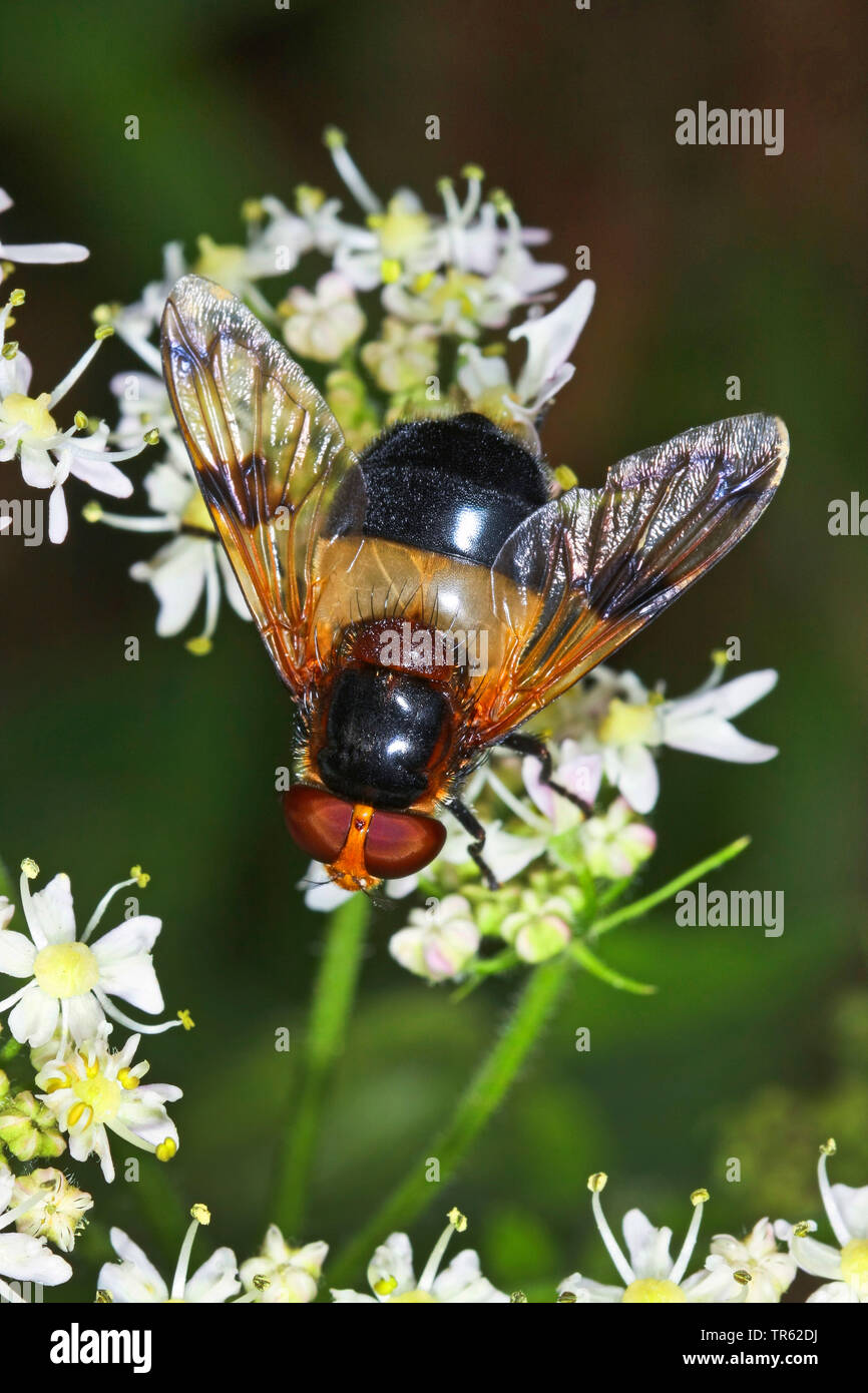 Pellucid Fly High Resolution Stock Photography and Images - Alamy
