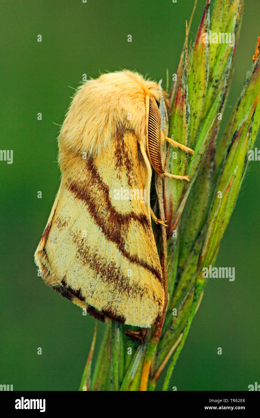 Ear moth hi-res stock photography and images - Alamy