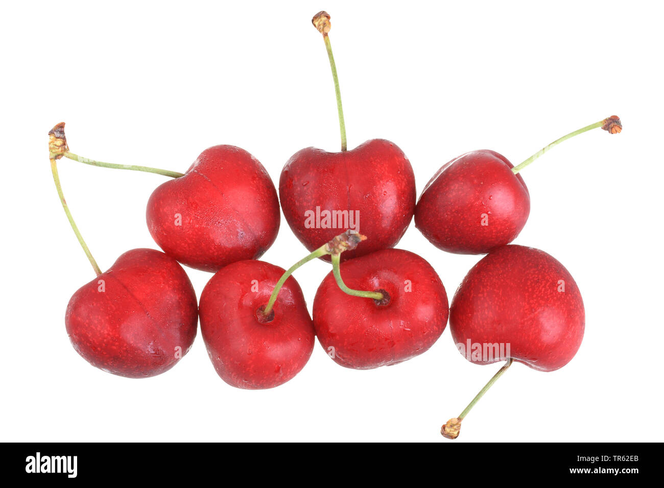 Cherry tree, Sweet cherry (Prunus avium 'Samba', Prunus avium Samba ...