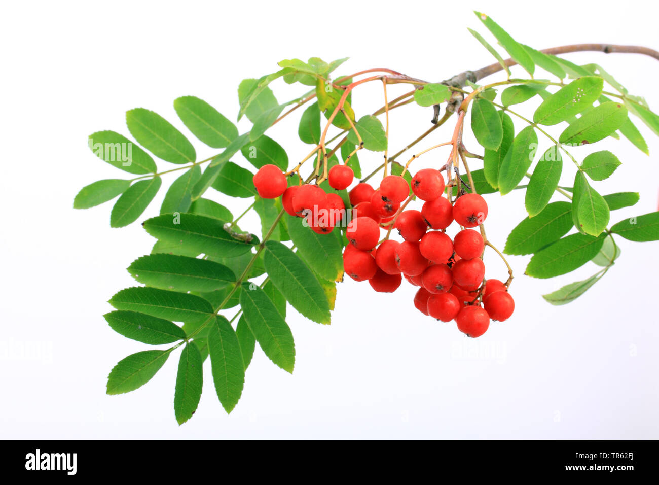 European mountain-ash, rowan tree (Sorbus aucuparia), fruits on a ...