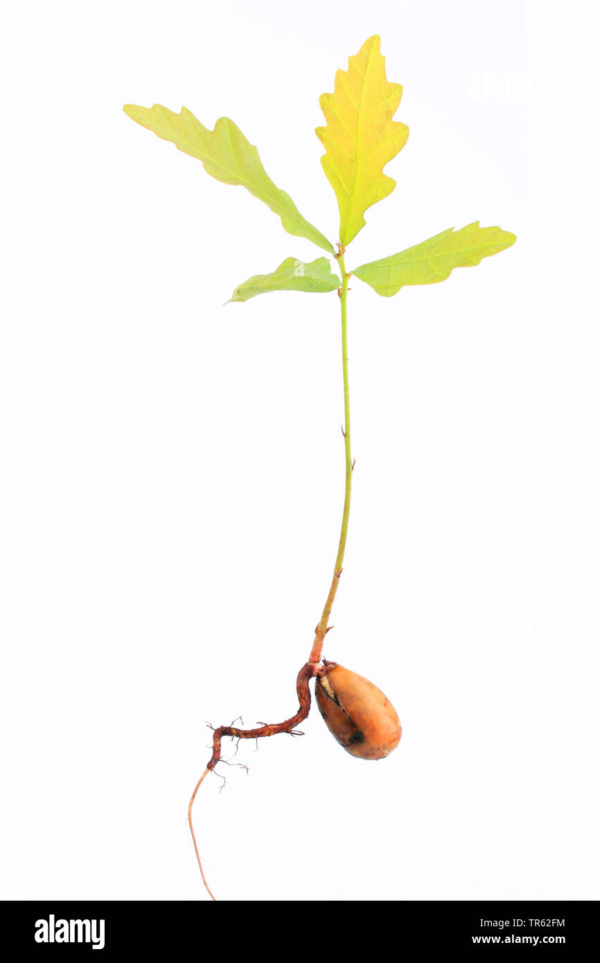 common oak, pedunculate oak, English oak (Quercus robur. Quercus ...